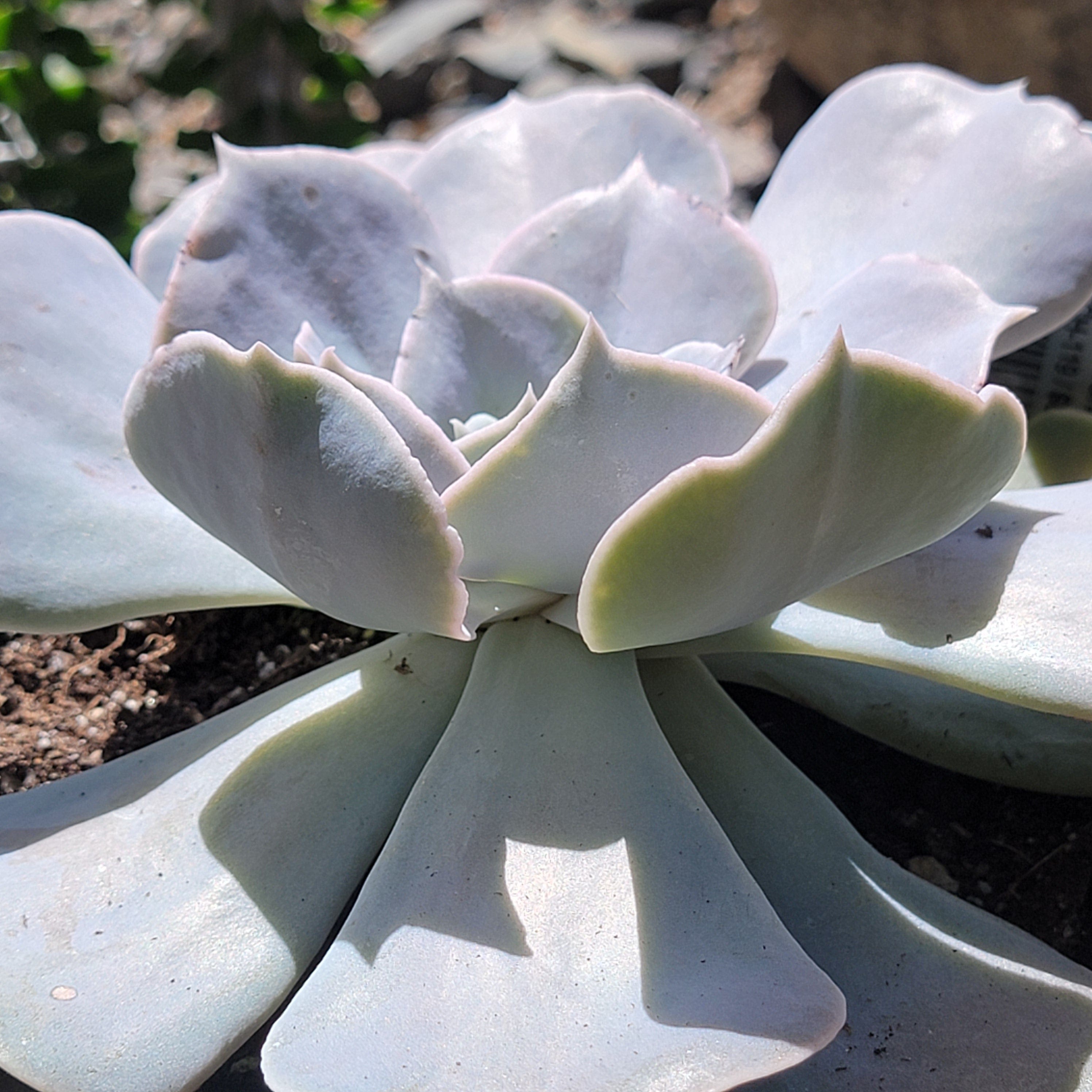 Echeveria 'Pollux' – DesertScapeSucculent