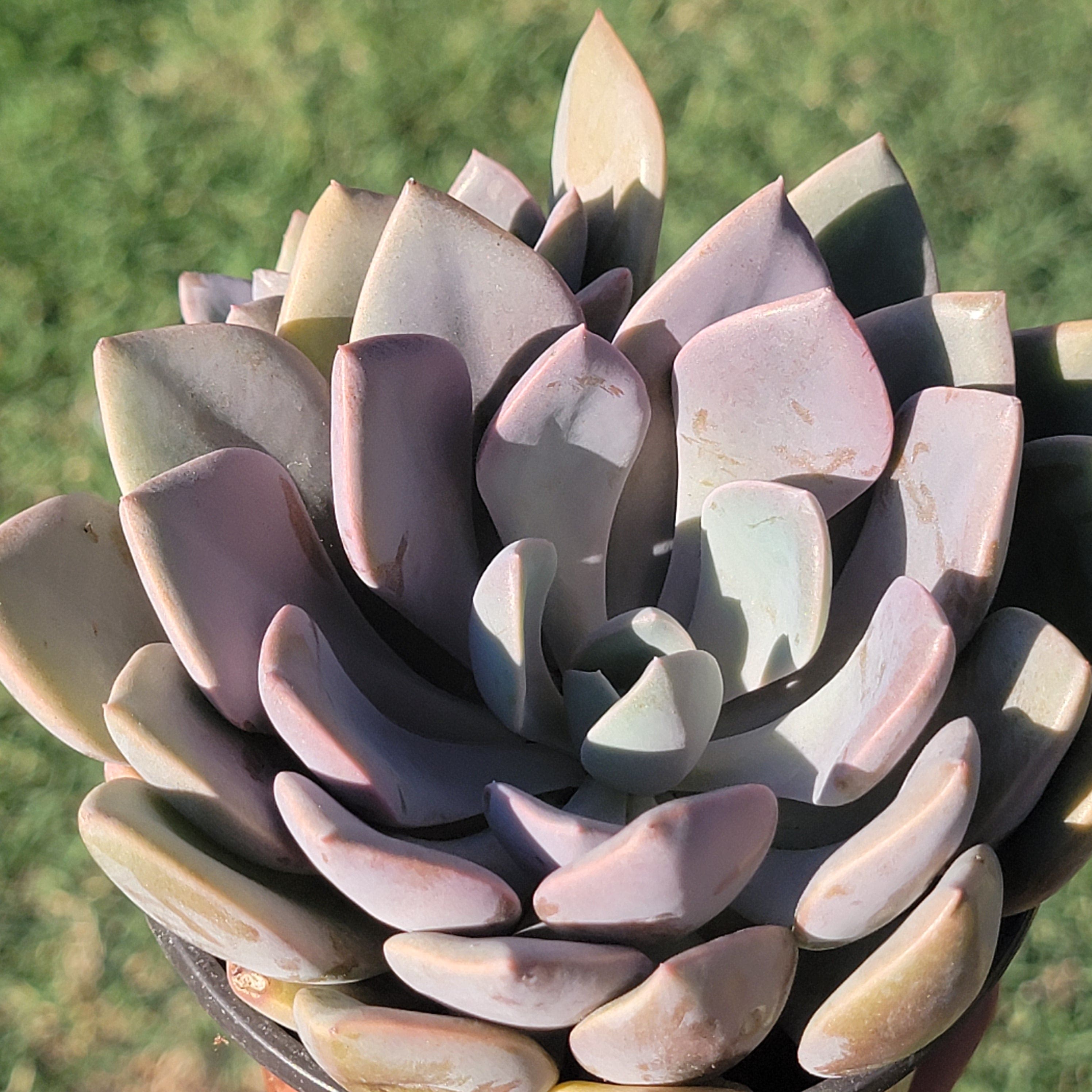 Graptoveria 'Debbie' – DesertScapeSucculent