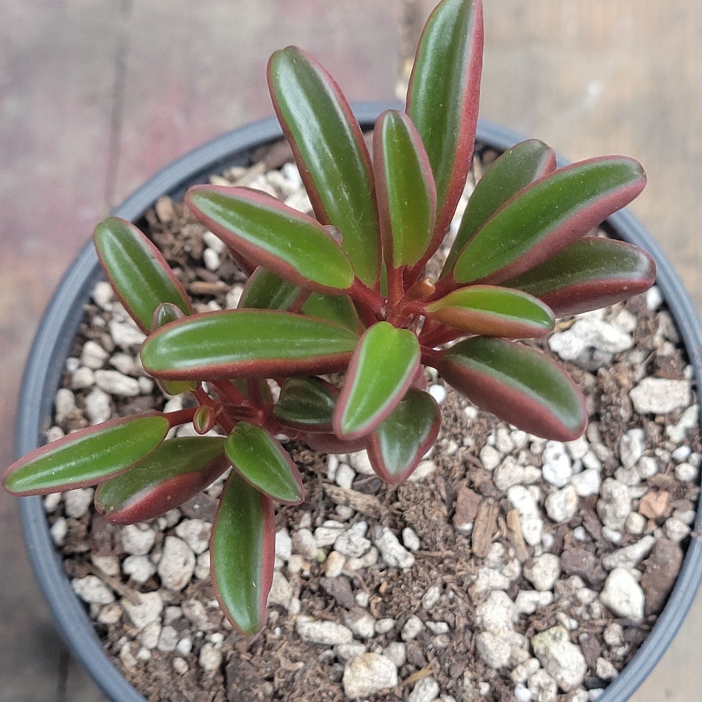Peperomia graveolens 'Ruby Glow' – DesertScapeSucculent