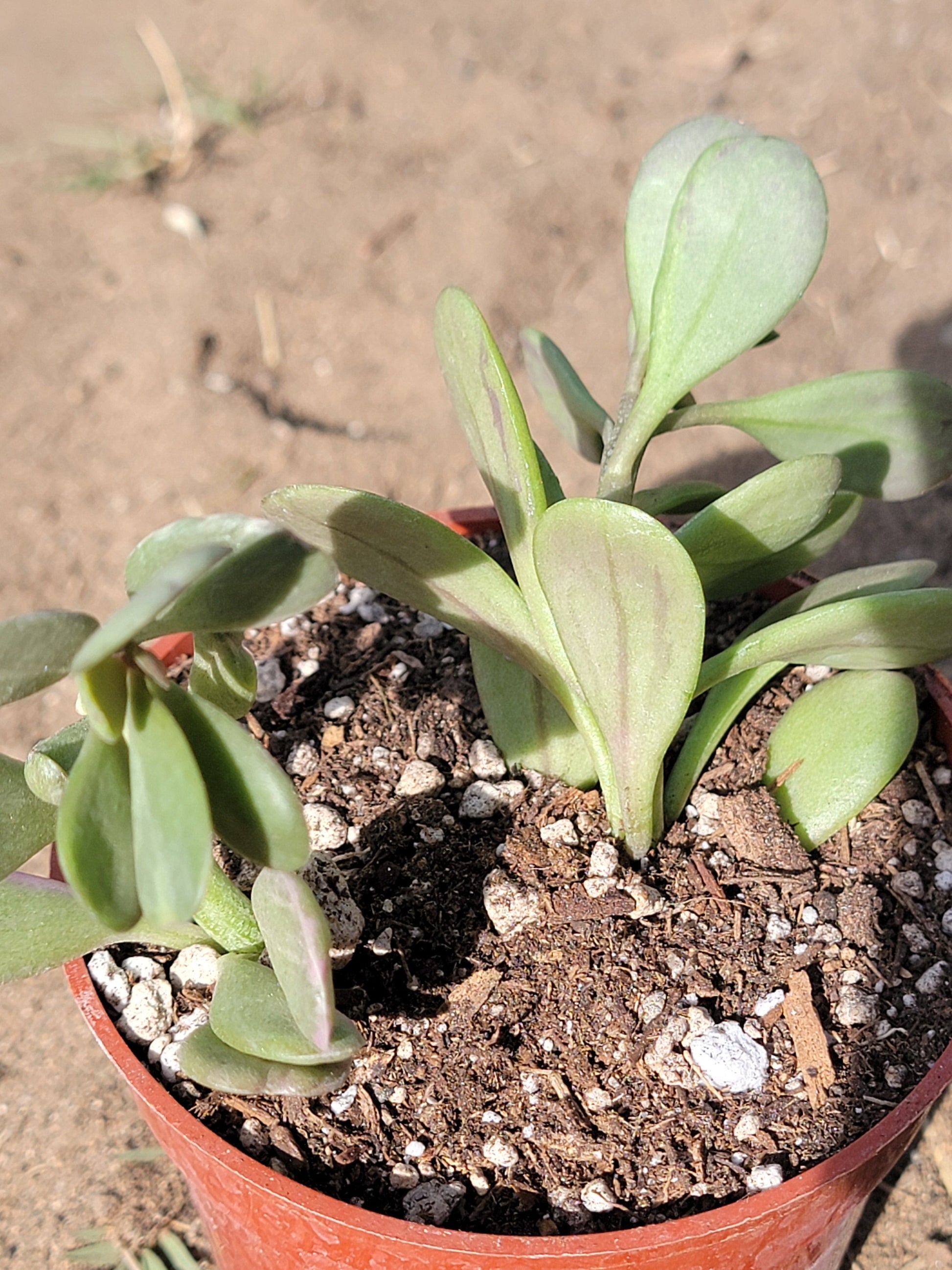 Senecio Crassissimus 'Vertical Leaf Senecio' – DesertScapeSucculent