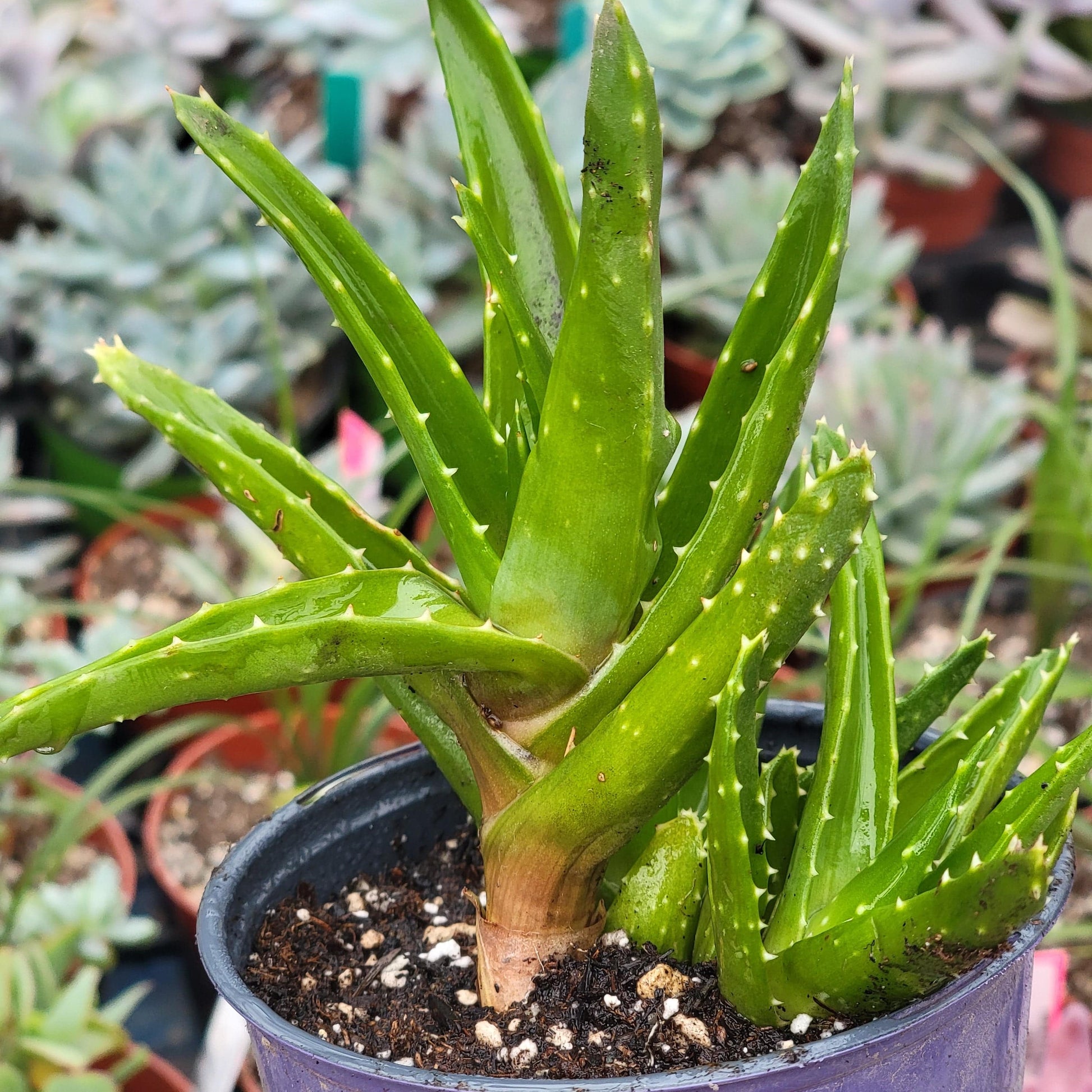 Aloe Nobilis – DesertScapeSucculent