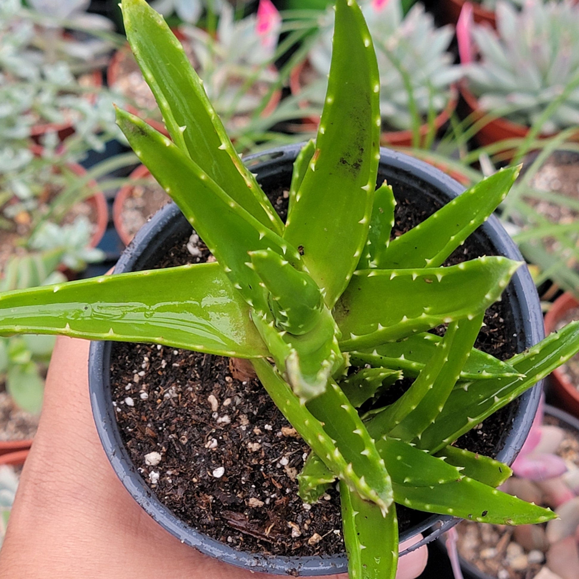 Aloe Nobilis – DesertScapeSucculent