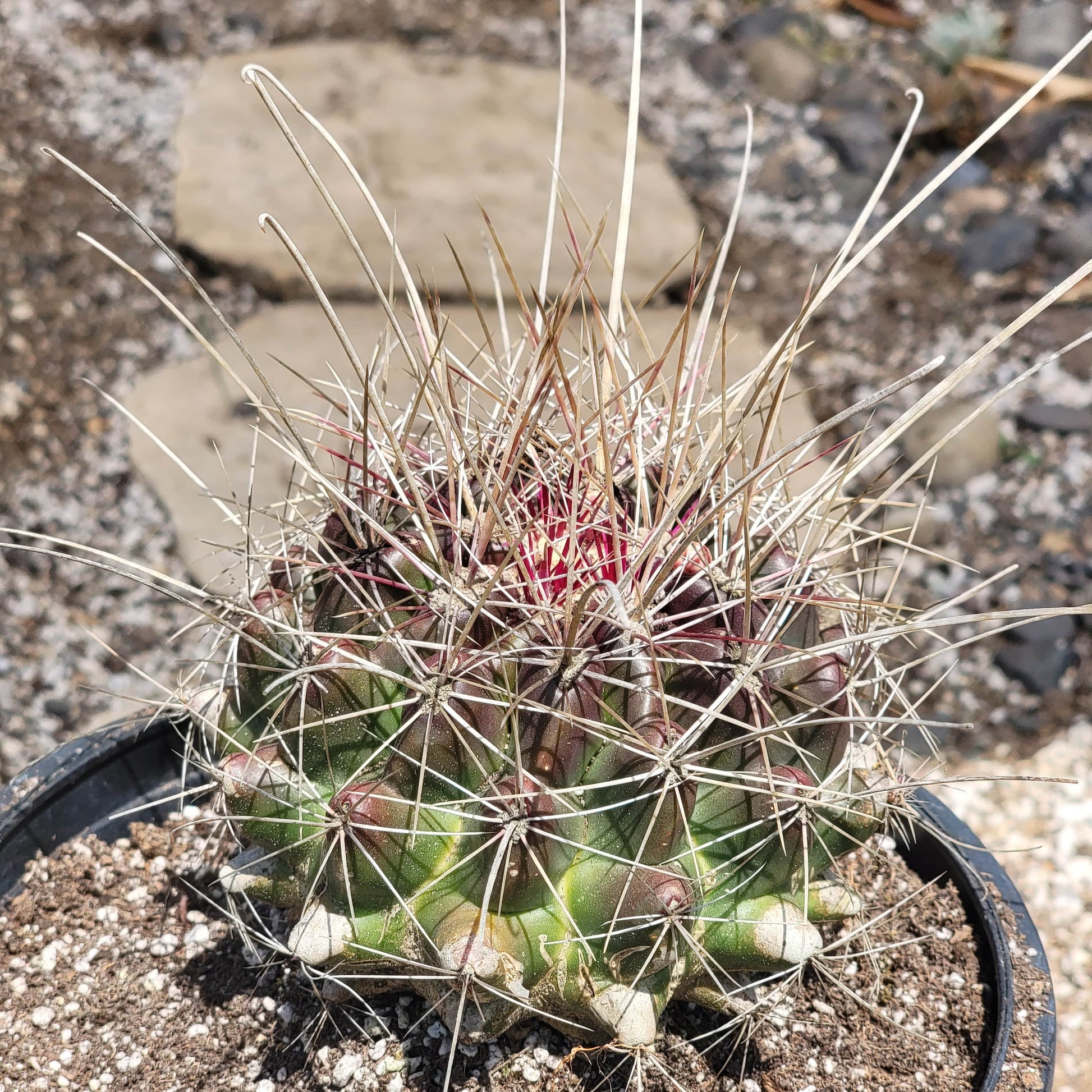 Ferocactus hamatacanthus 'Texas Barrel Cactus' – DesertScapeSucculent