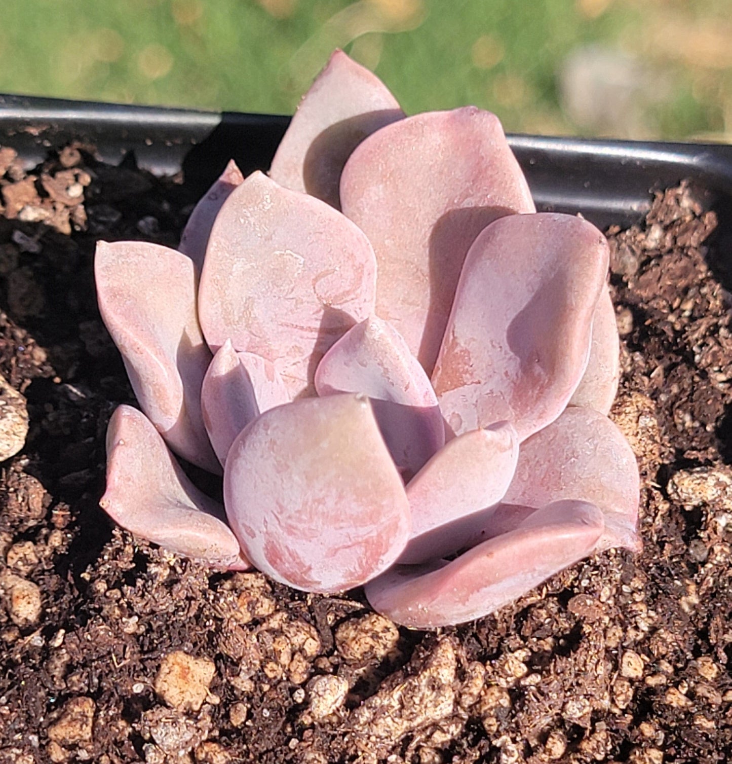 Graptoveria 'Debbie' – DesertScapeSucculent