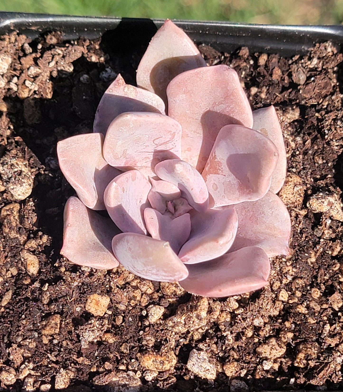 Graptoveria 'Debbie' – DesertScapeSucculent