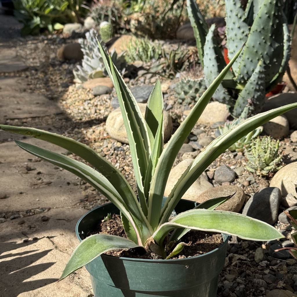 Agave Angustifolia Marginata 'Variegated Caribbean Agave ...