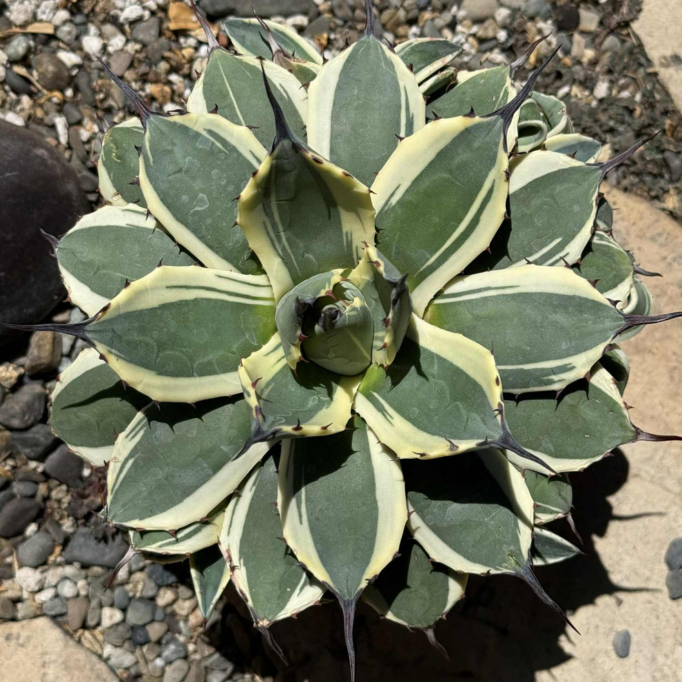 Agave applanata 'Cream Spike' – DesertScapeSucculent
