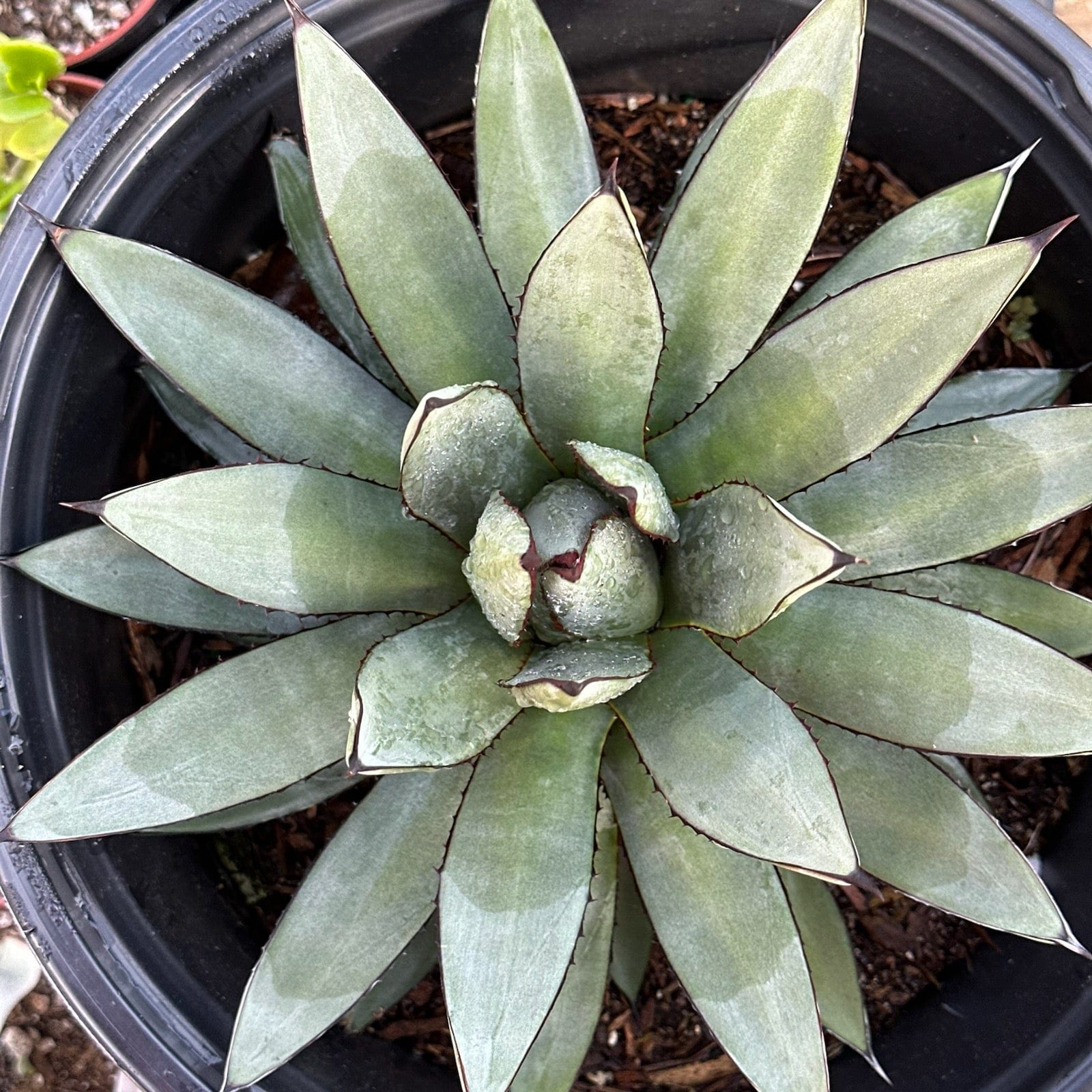 Agave 'Blue Emperor' – DesertScapeSucculent