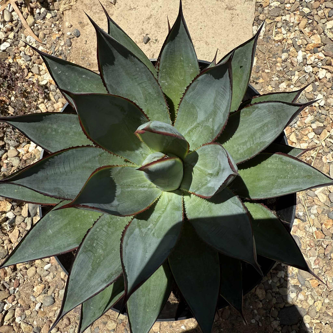 Agave 'Blue Glow' – DesertScapeSucculent