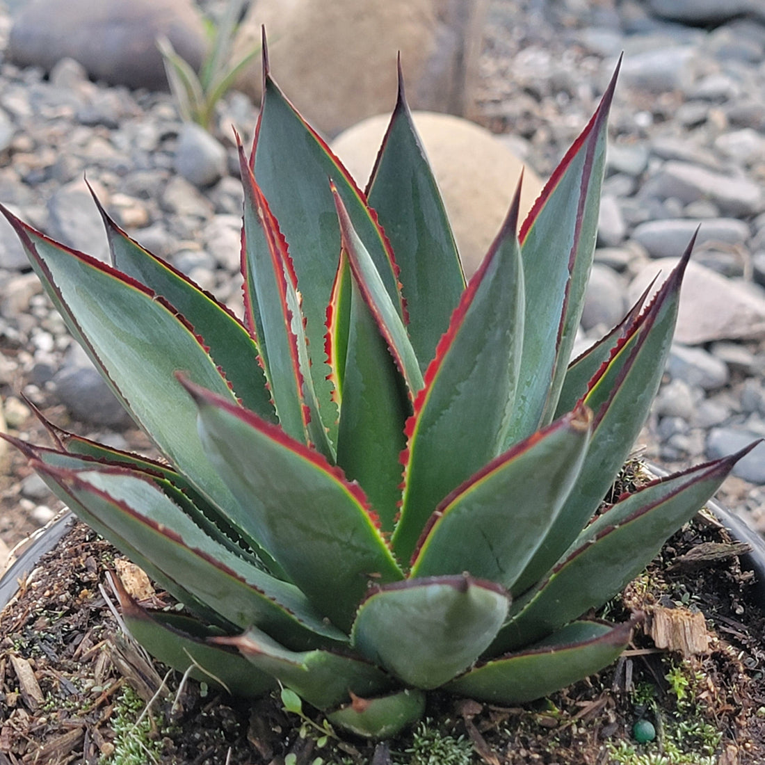 Agave 'Blue Glow' – DesertScapeSucculent