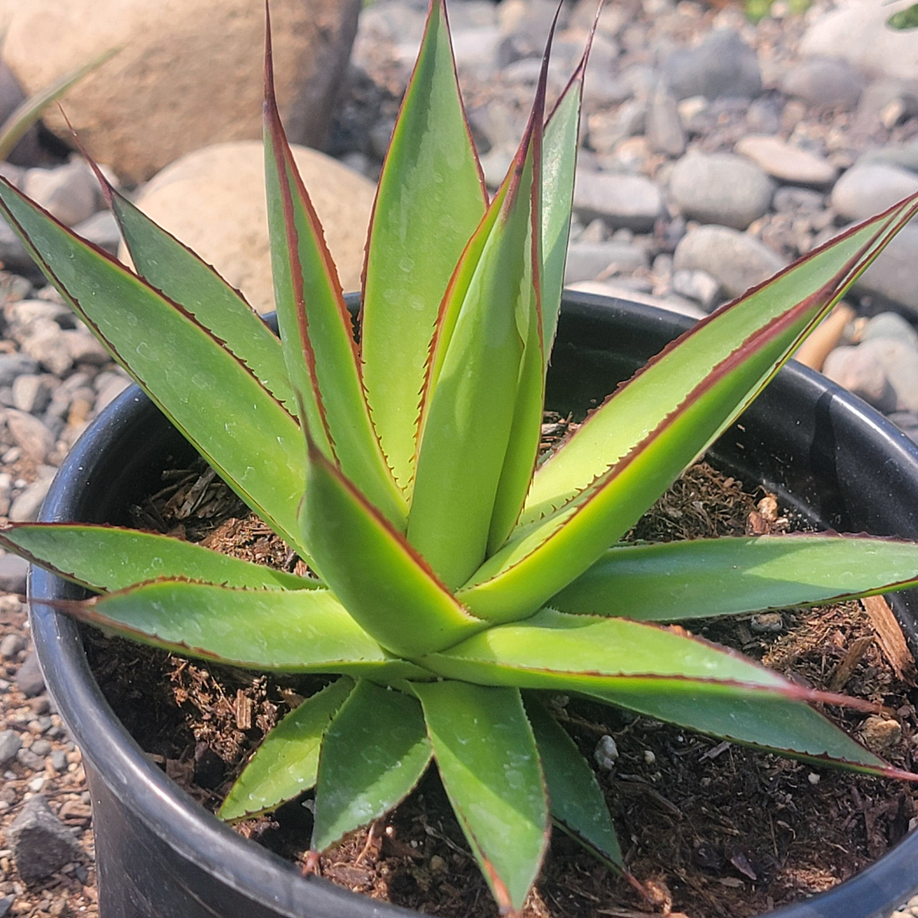 Agave "Green Glow' – DesertScapeSucculent
