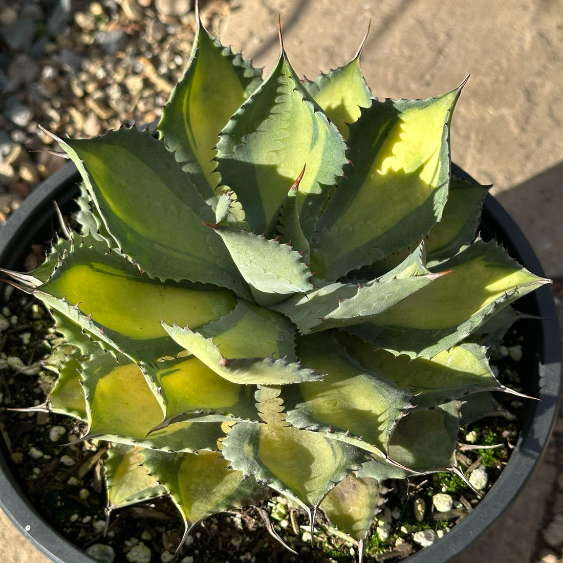 Agave 'Rum Runner' – DesertScapeSucculent