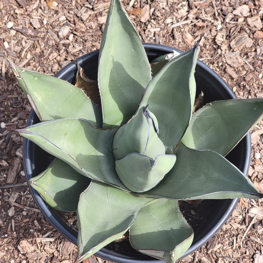 Agave 'Shark Skin' – DesertScapeSucculent