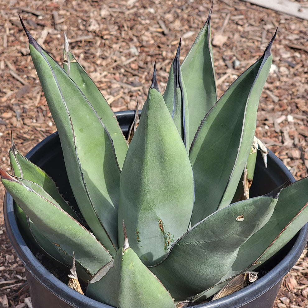Agave 'Shark Skin' – DesertScapeSucculent