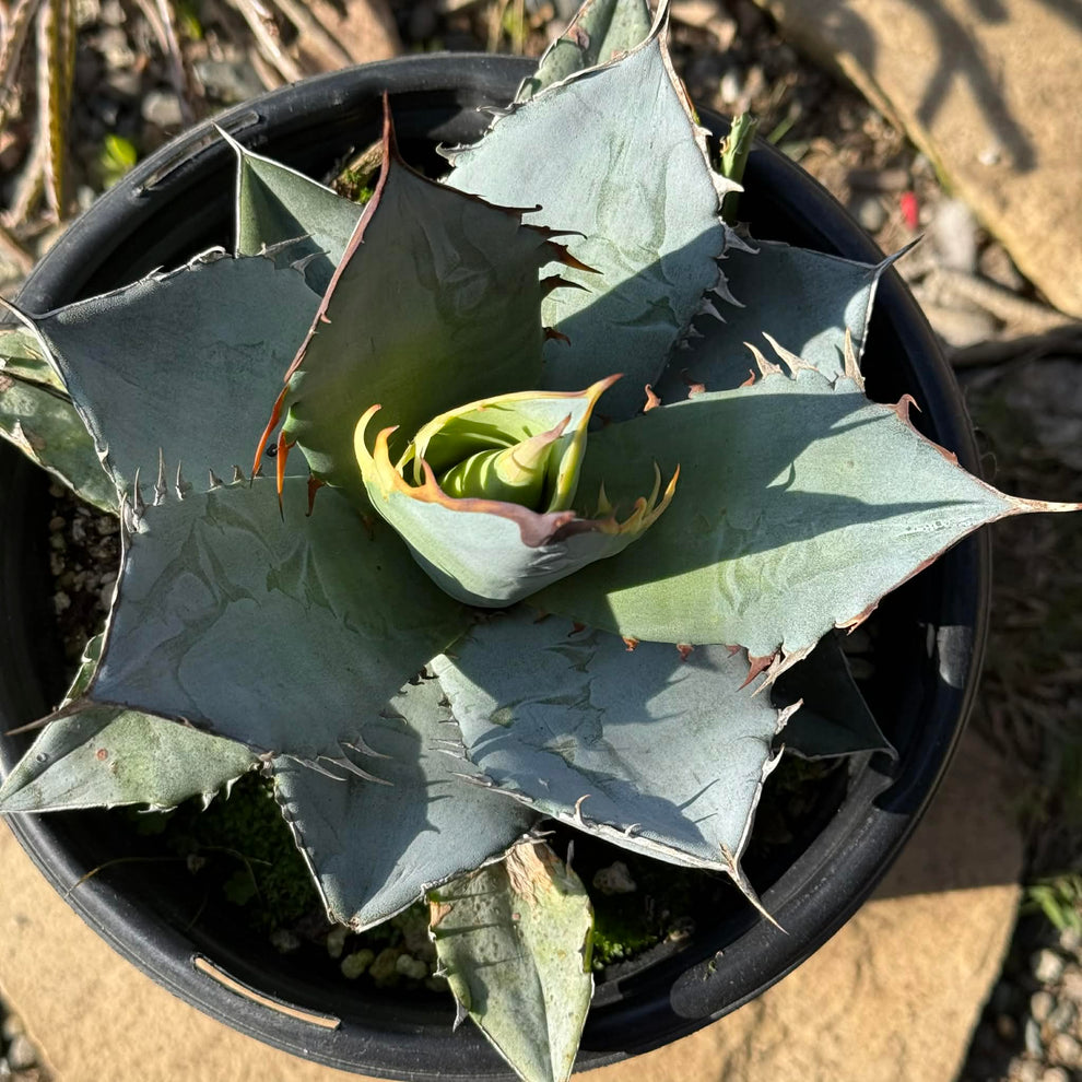 Agave Titanota 'White Ice' – DesertScapeSucculent