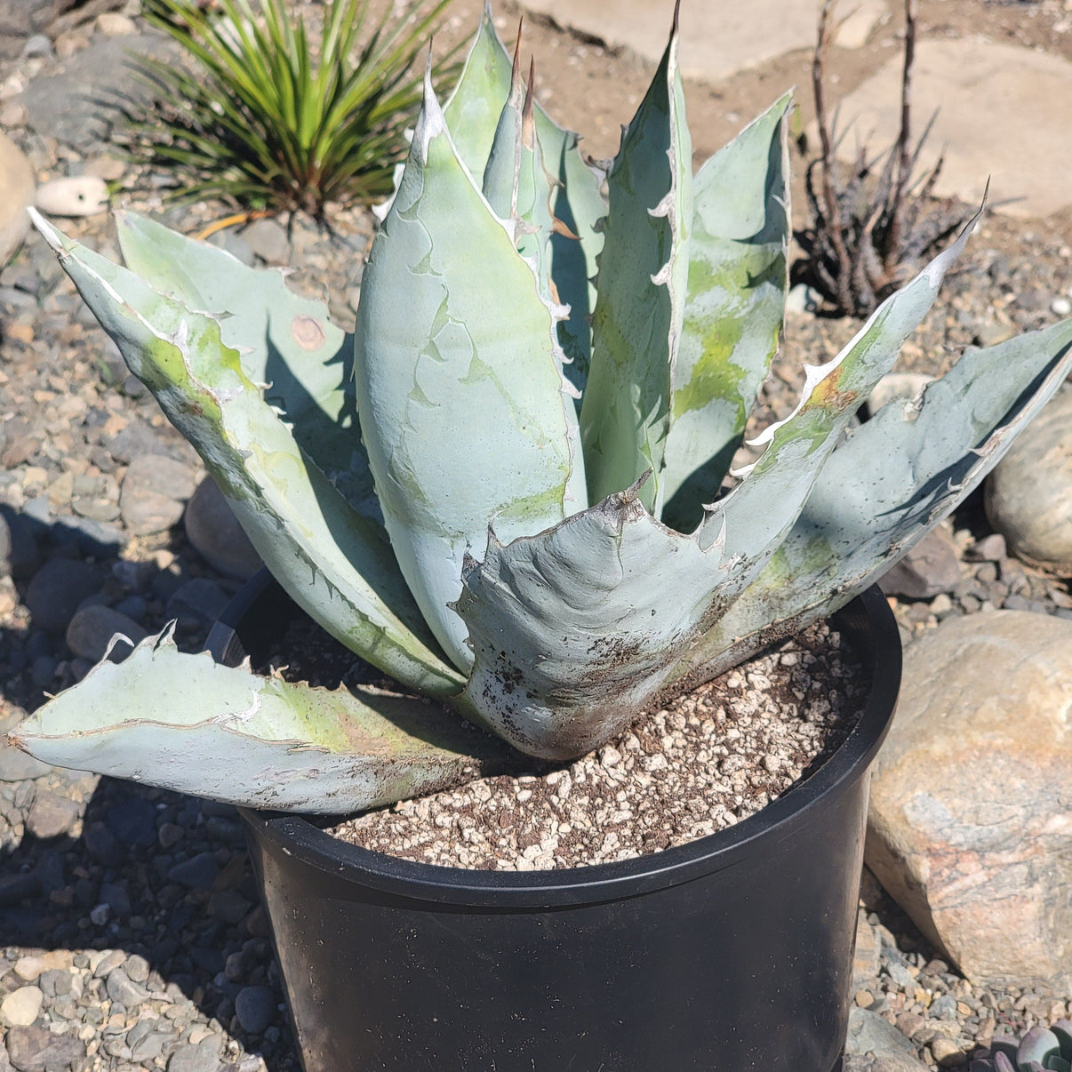 Agave Titanota 'White Ice' – DesertScapeSucculent