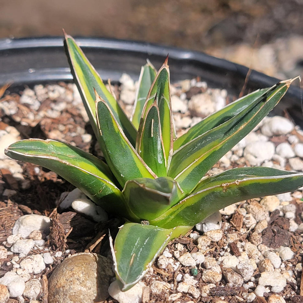 Agave victoriae-reginae 'Queen Victoria' Variegated – DesertScapeSucculent