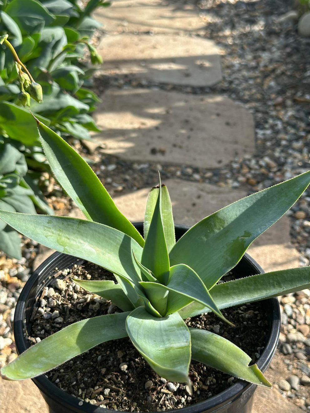Agave vilmoriniana 'Octopus Agave' – DesertScapeSucculent