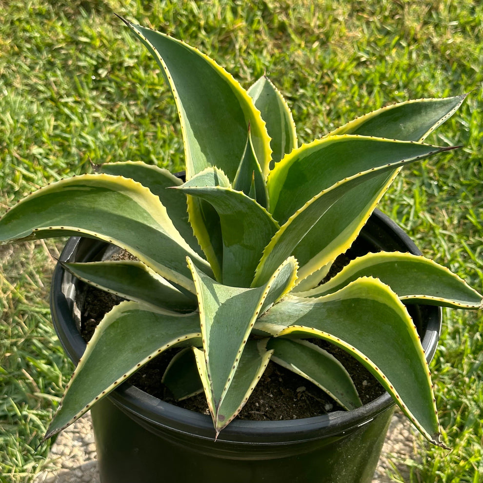 Agave weberi 'Arizona Star' – DesertScapeSucculent