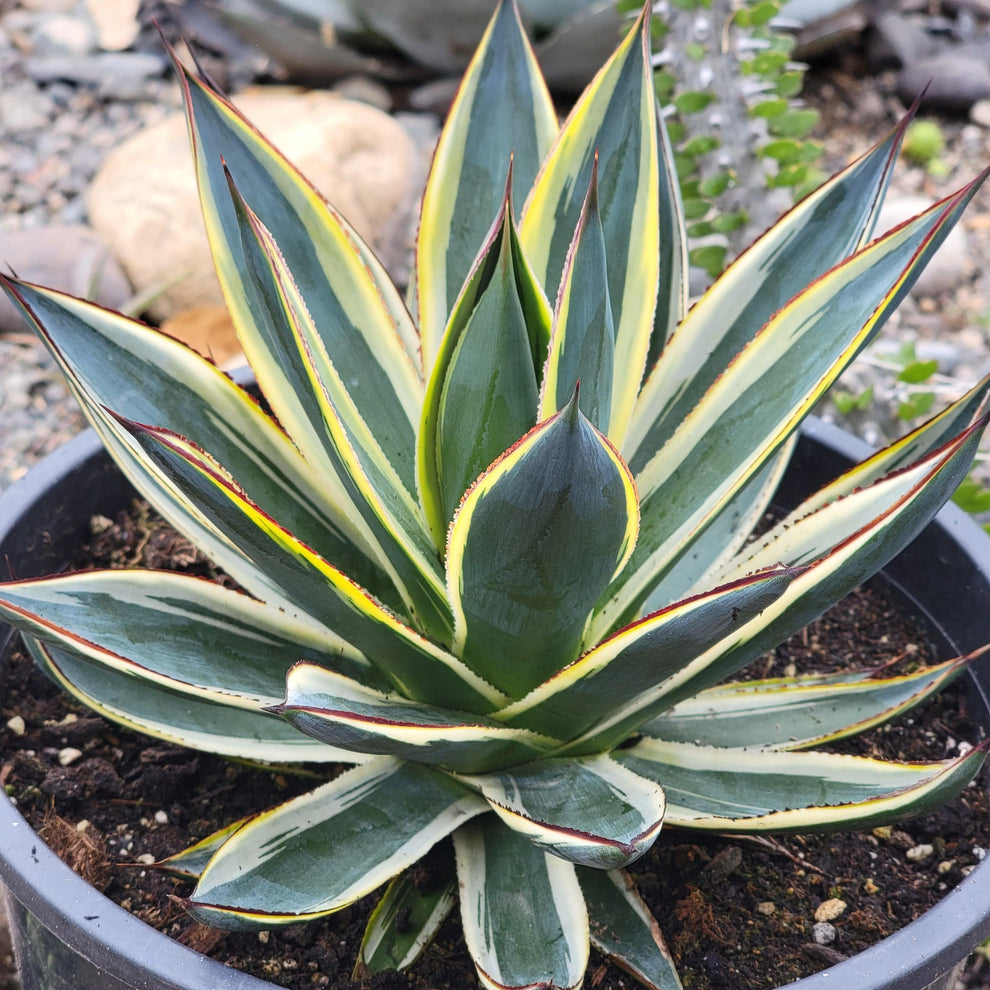Agave x ocahuata 'Snow Glow' – DesertScapeSucculent