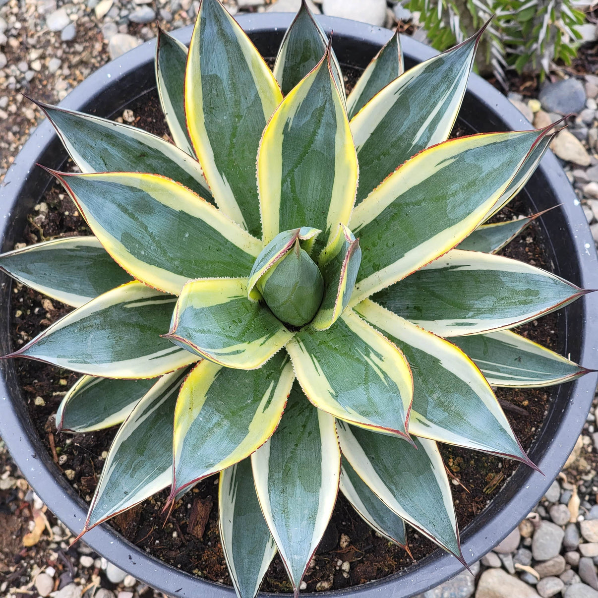 Agave x ocahuata 'Snow Glow' – DesertScapeSucculent