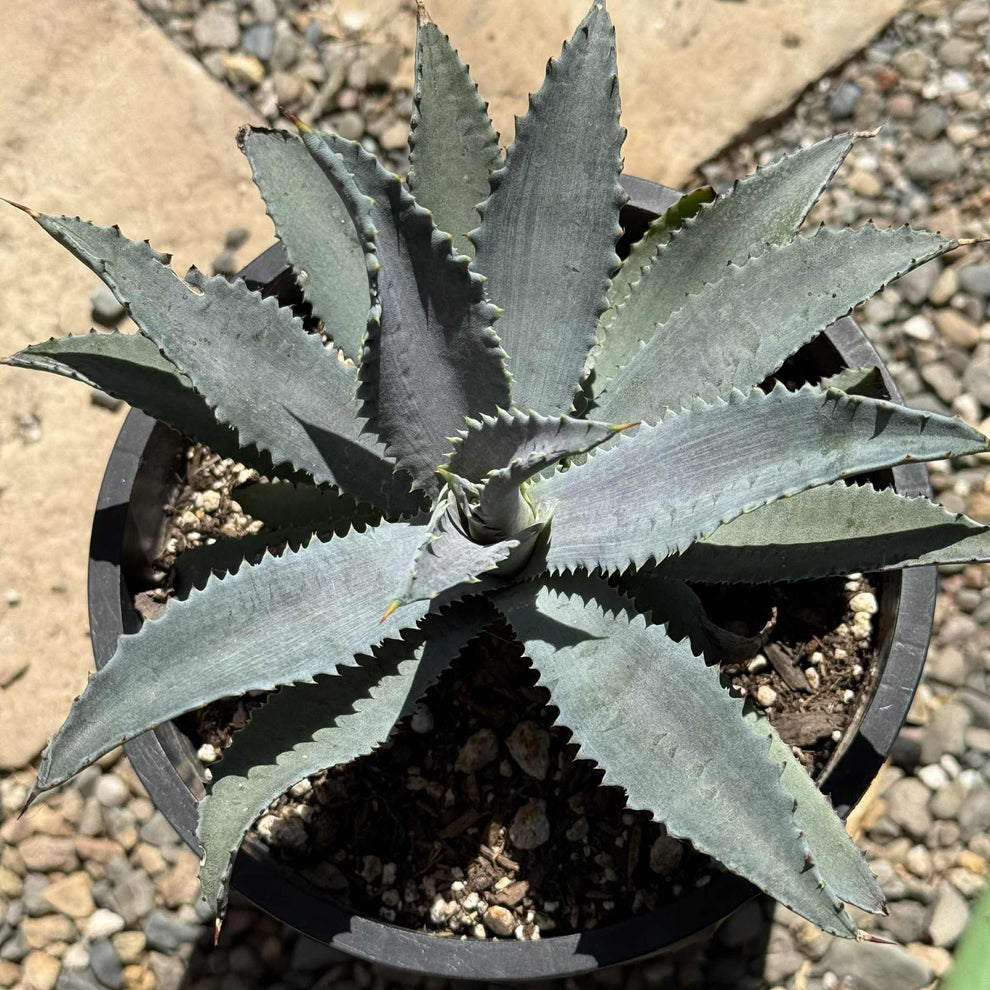 Mangave 'Silver Fox' – DesertScapeSucculent