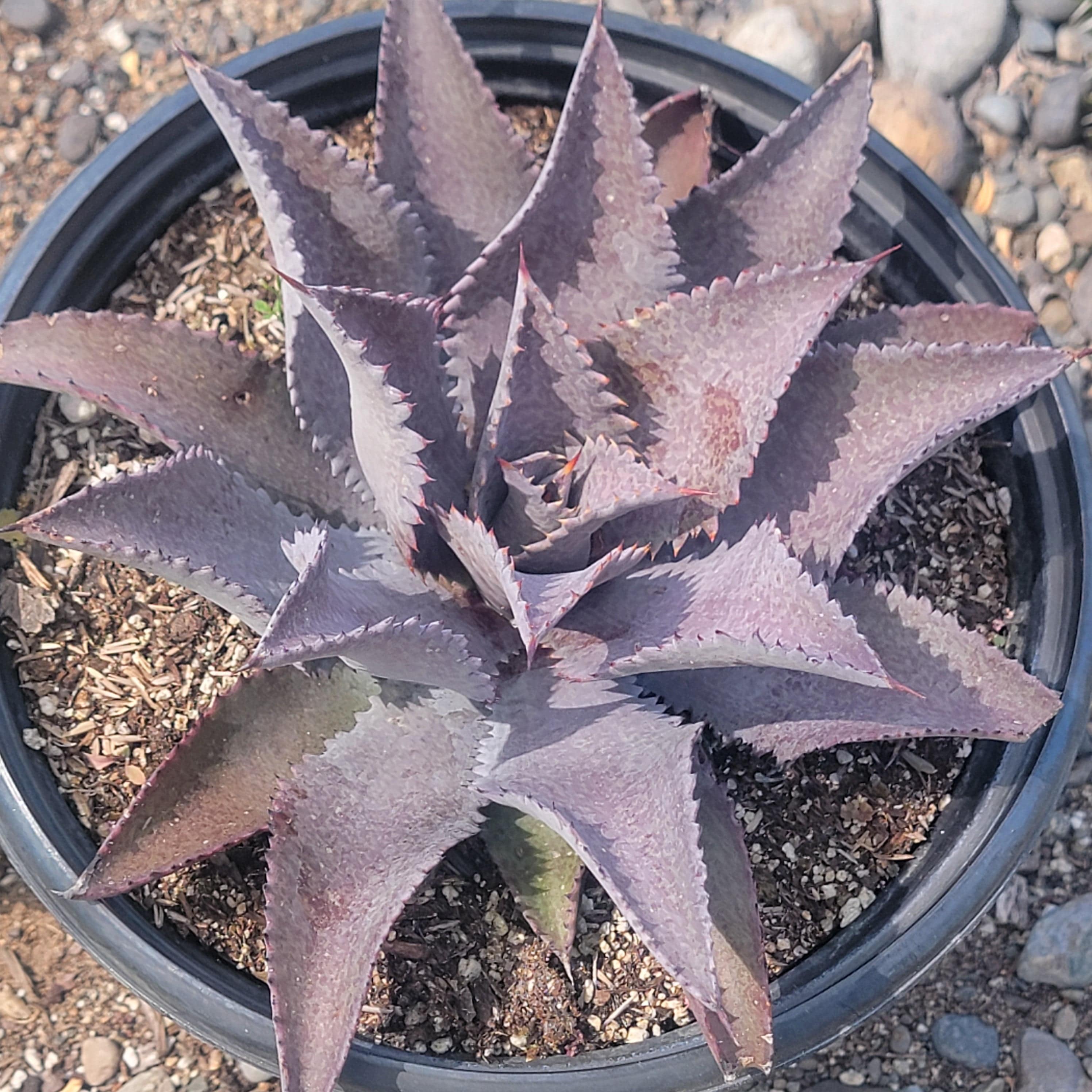 Mangave 'Silver Fox' – DesertScapeSucculent