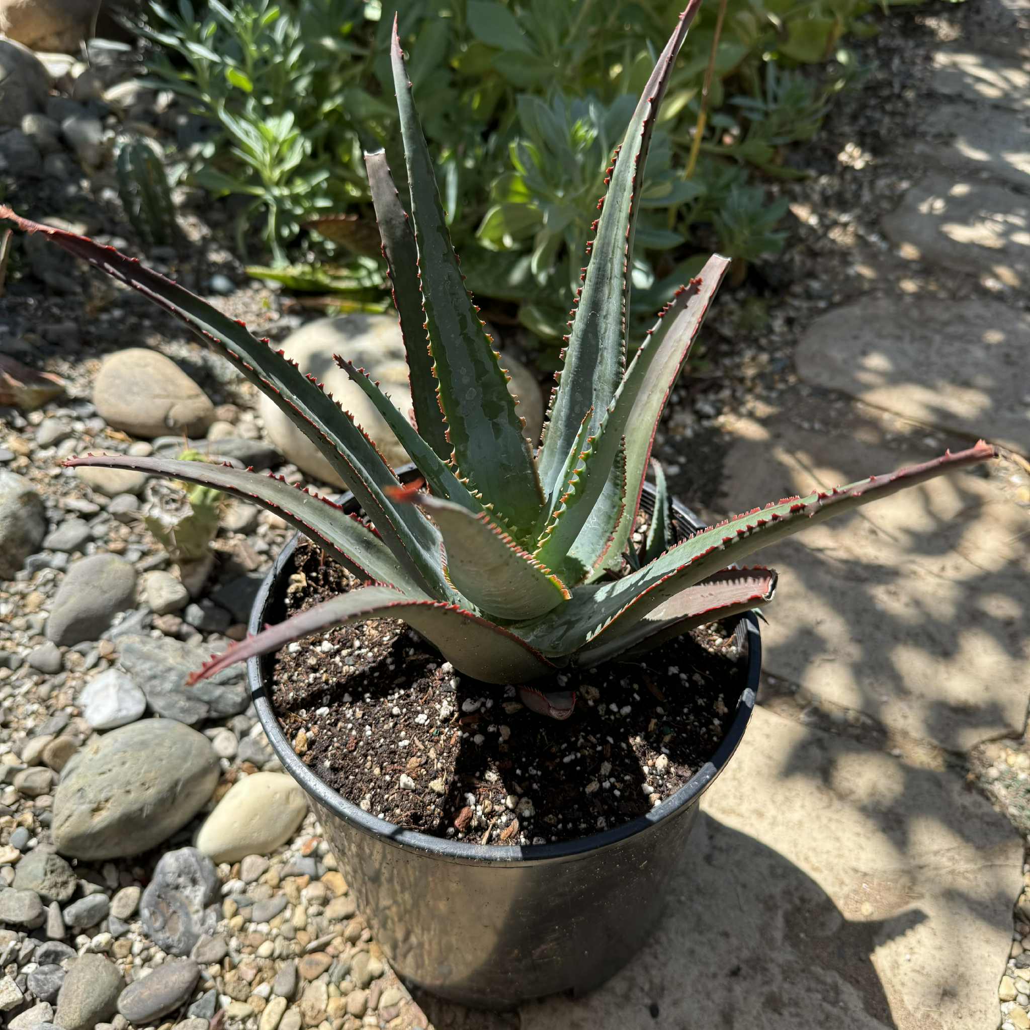 Aloe divaricata 'Diablo' – DesertScapeSucculent