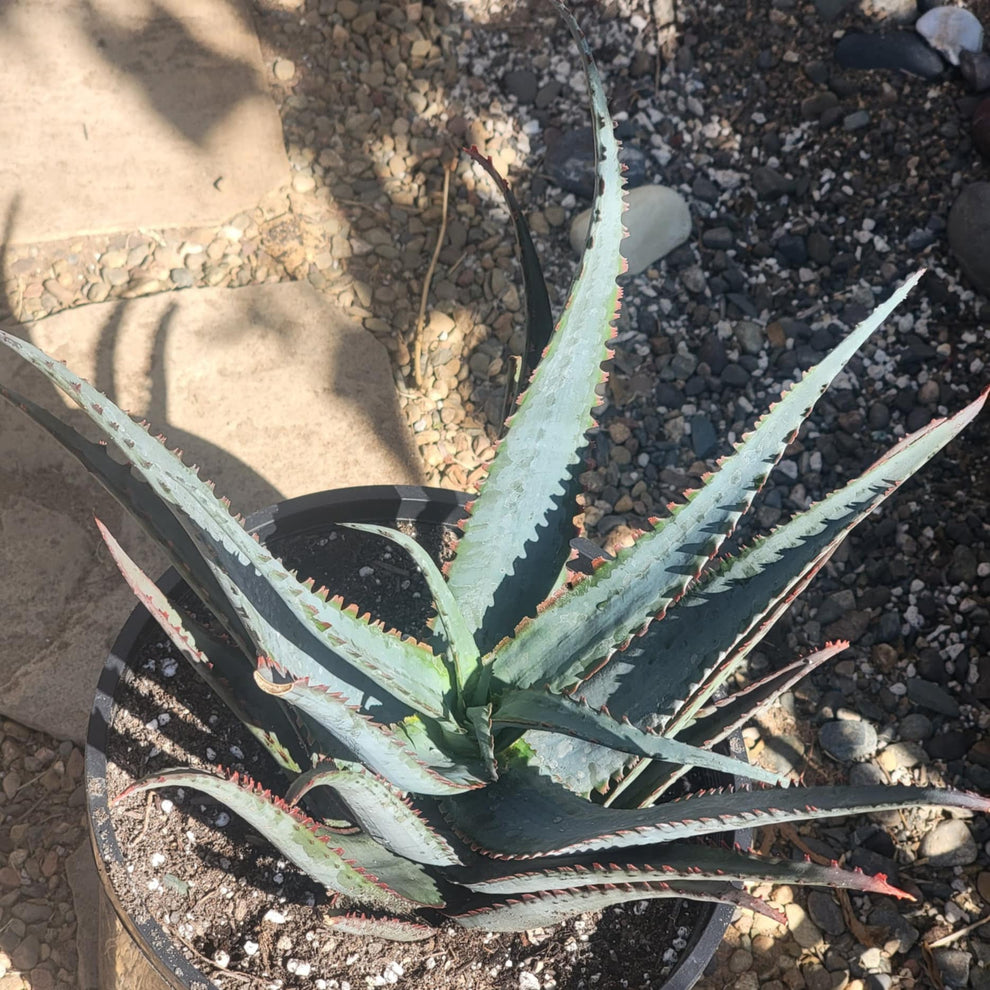 Aloe divaricata 'Diablo' – DesertScapeSucculent