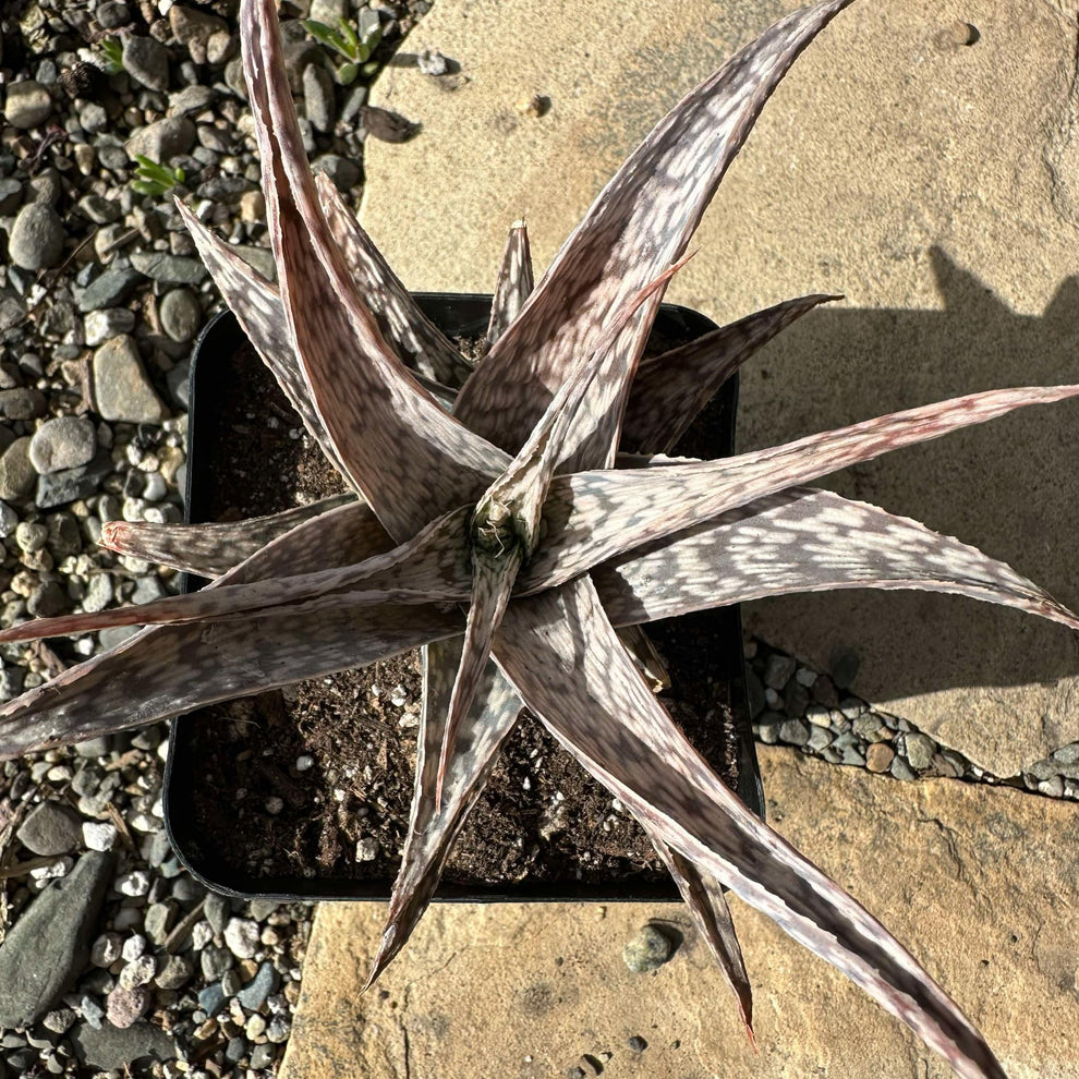 Aloe 'Pink Blush' – DesertScapeSucculent