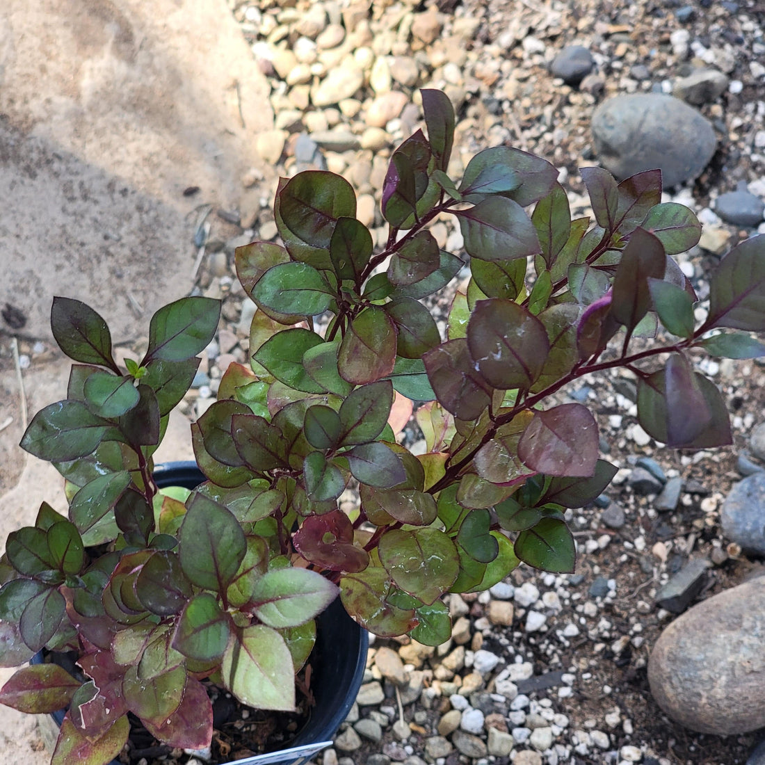 Alternanthera Hybrid 'Choco Chili' Joseph’s Coat – DesertScapeSucculent