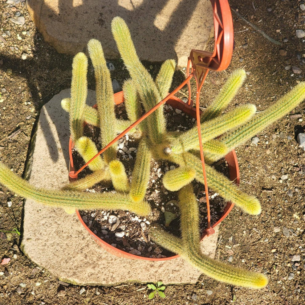 Cleistocactus winteri 'Golden Rat Tail' – DesertScapeSucculent