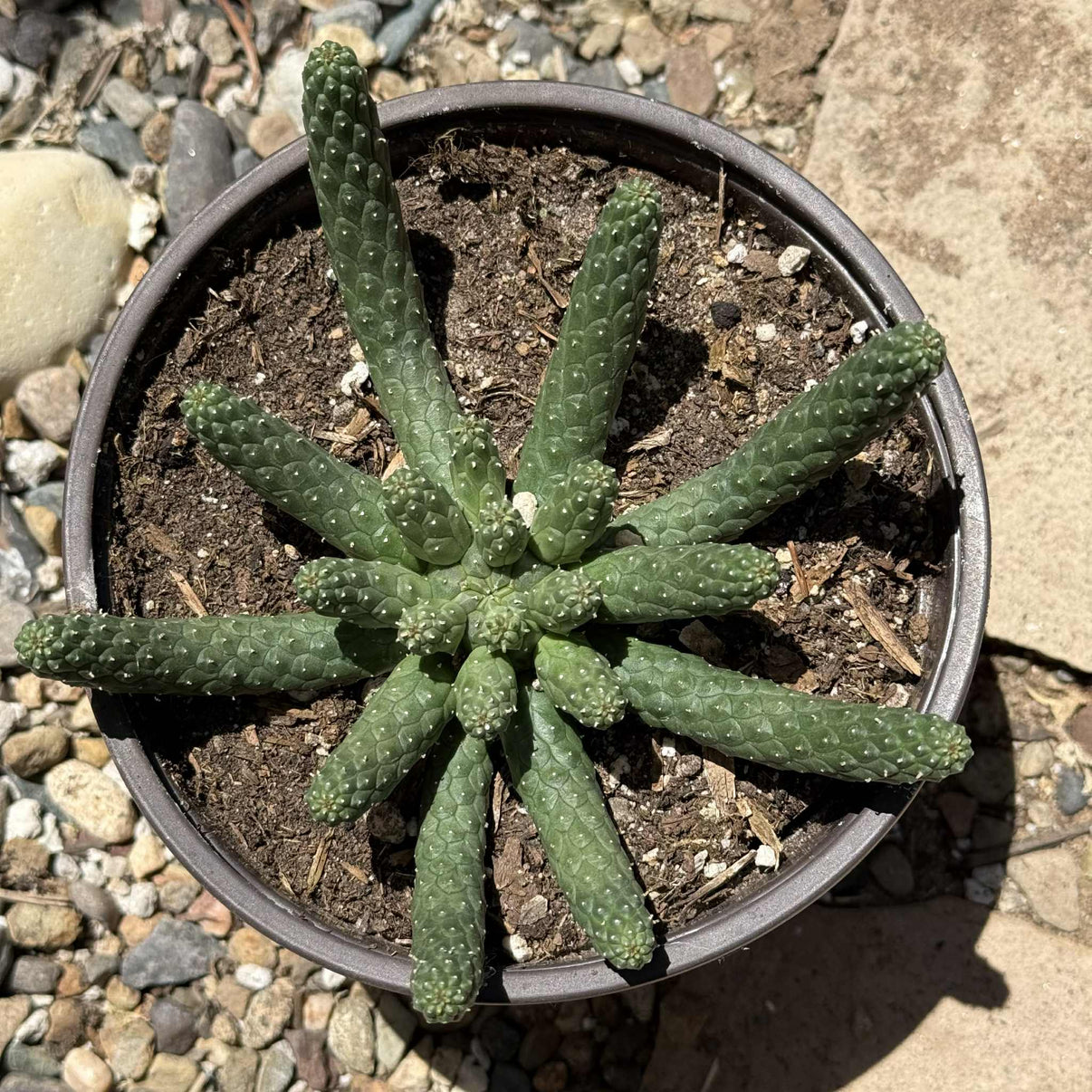 Euphorbia Esculenta ‘The True Vingerpol’ – DesertScapeSucculent