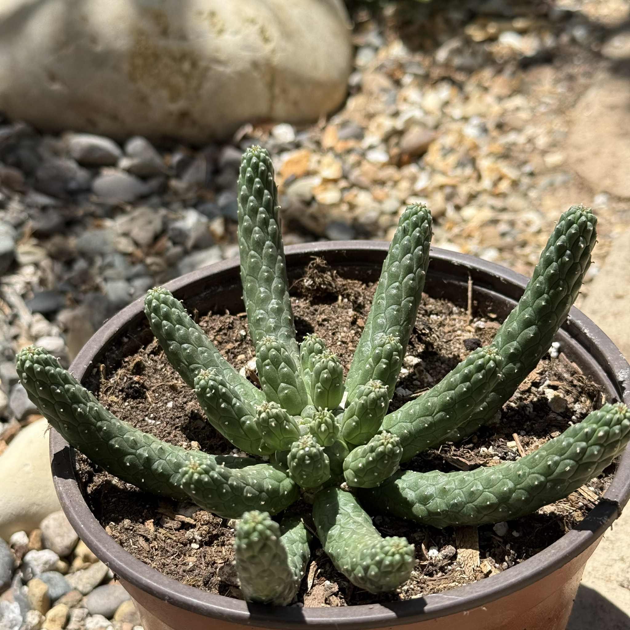 Euphorbia Esculenta ‘The True Vingerpol’ – DesertScapeSucculent