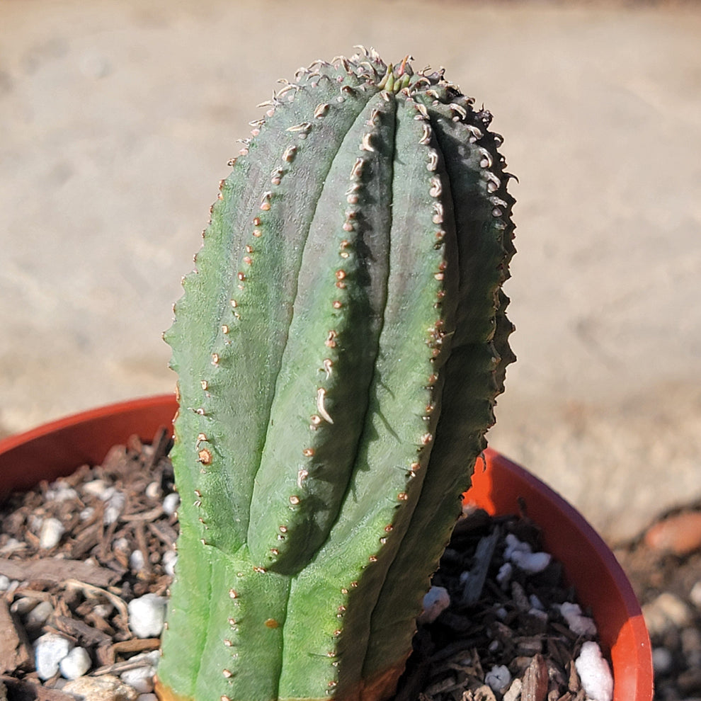 Euphorbia Obesa Hybrid – DesertScapeSucculent
