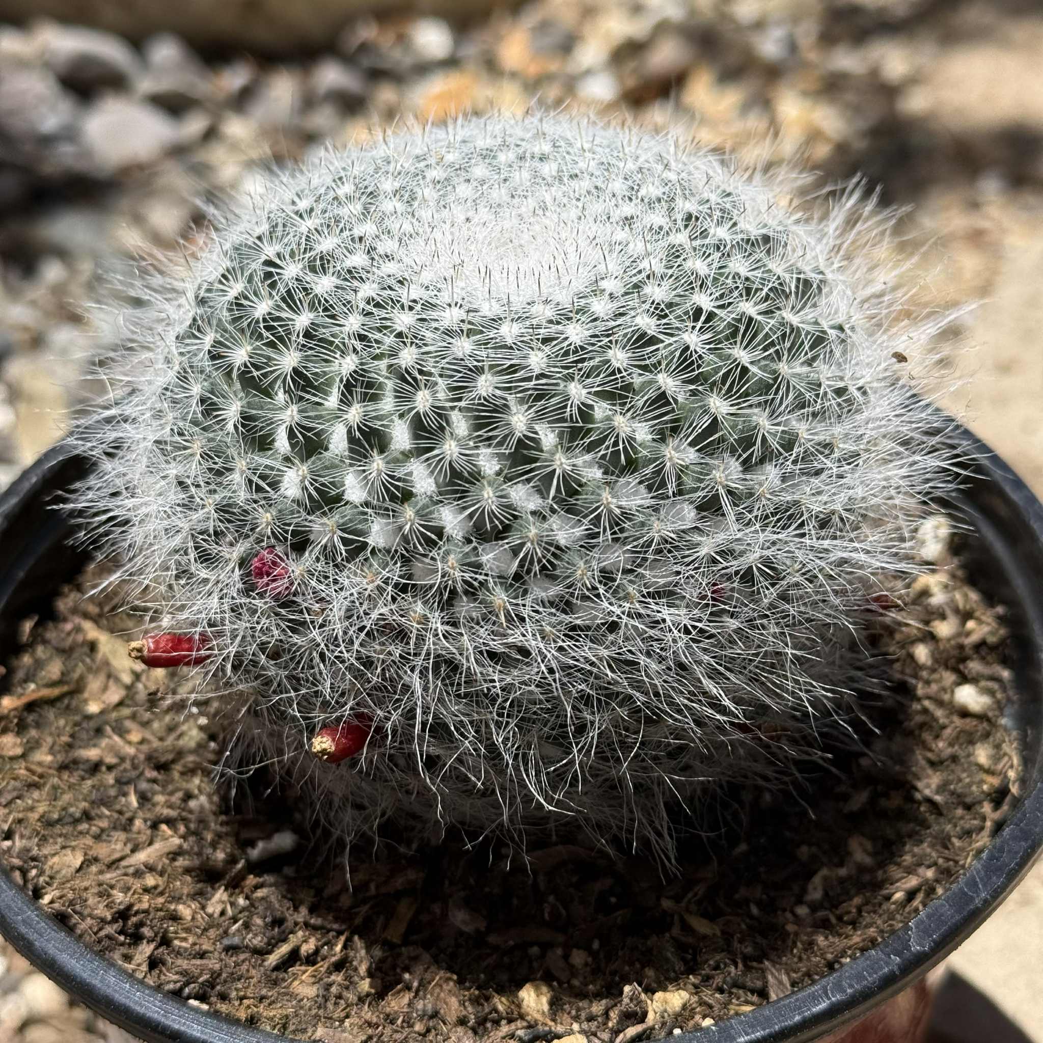 Mammillaria albata – DesertScapeSucculent
