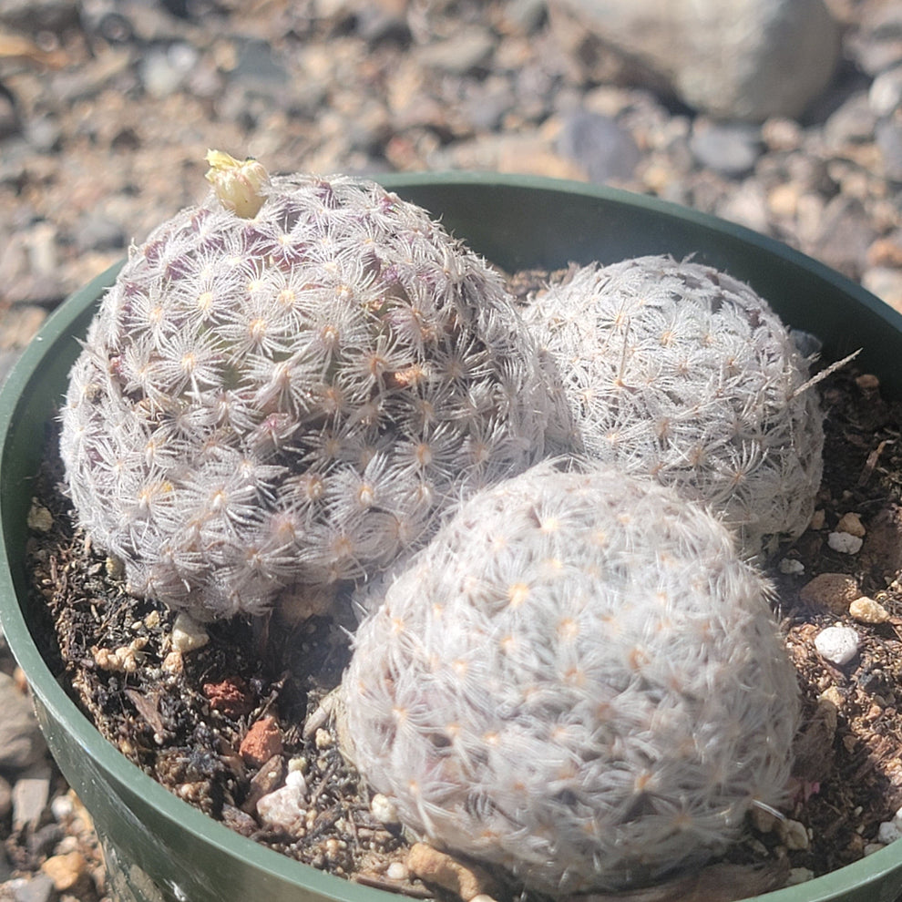 Mammillaria herrerae 'Golf Ball Cactus' – DesertScapeSucculent