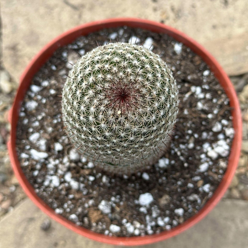 Mammillaria Matudae ‘Thumb Cactus’ – DesertScapeSucculent