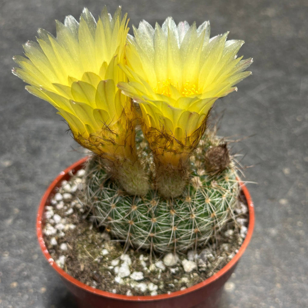 Notocactus apricus – DesertScapeSucculent