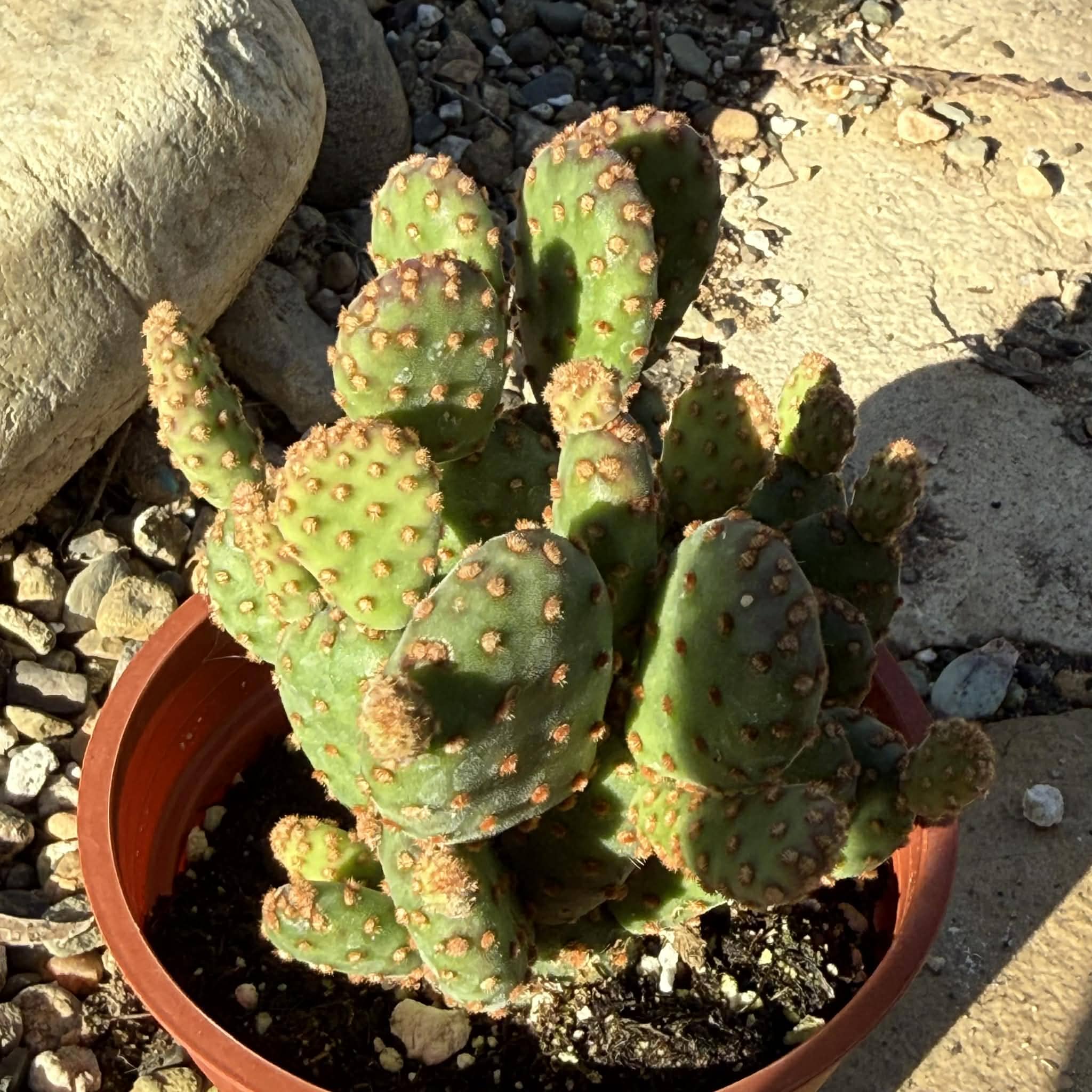 Opuntia rufida minima 'Cinnamon Cactus' – DesertScapeSucculent