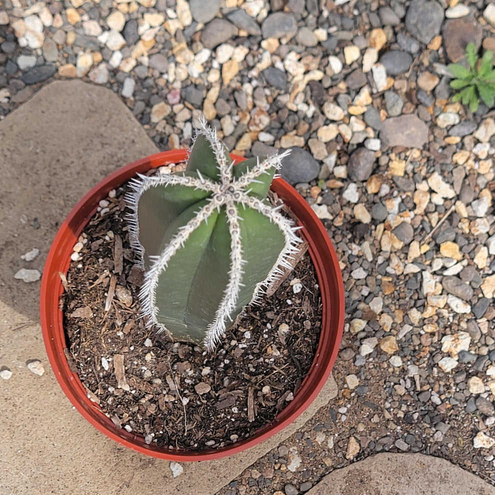 Pachycereus marginatus 'Mexican Fence Post Cactus' – DesertScapeSucculent