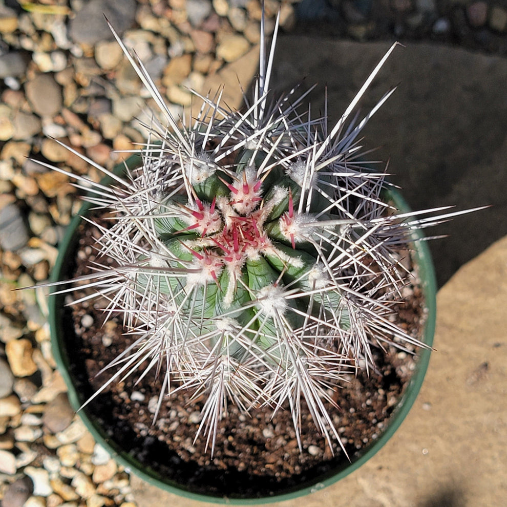 Pachycereus Pringlei 'Mexican Cardon' 'False Saguaro ...