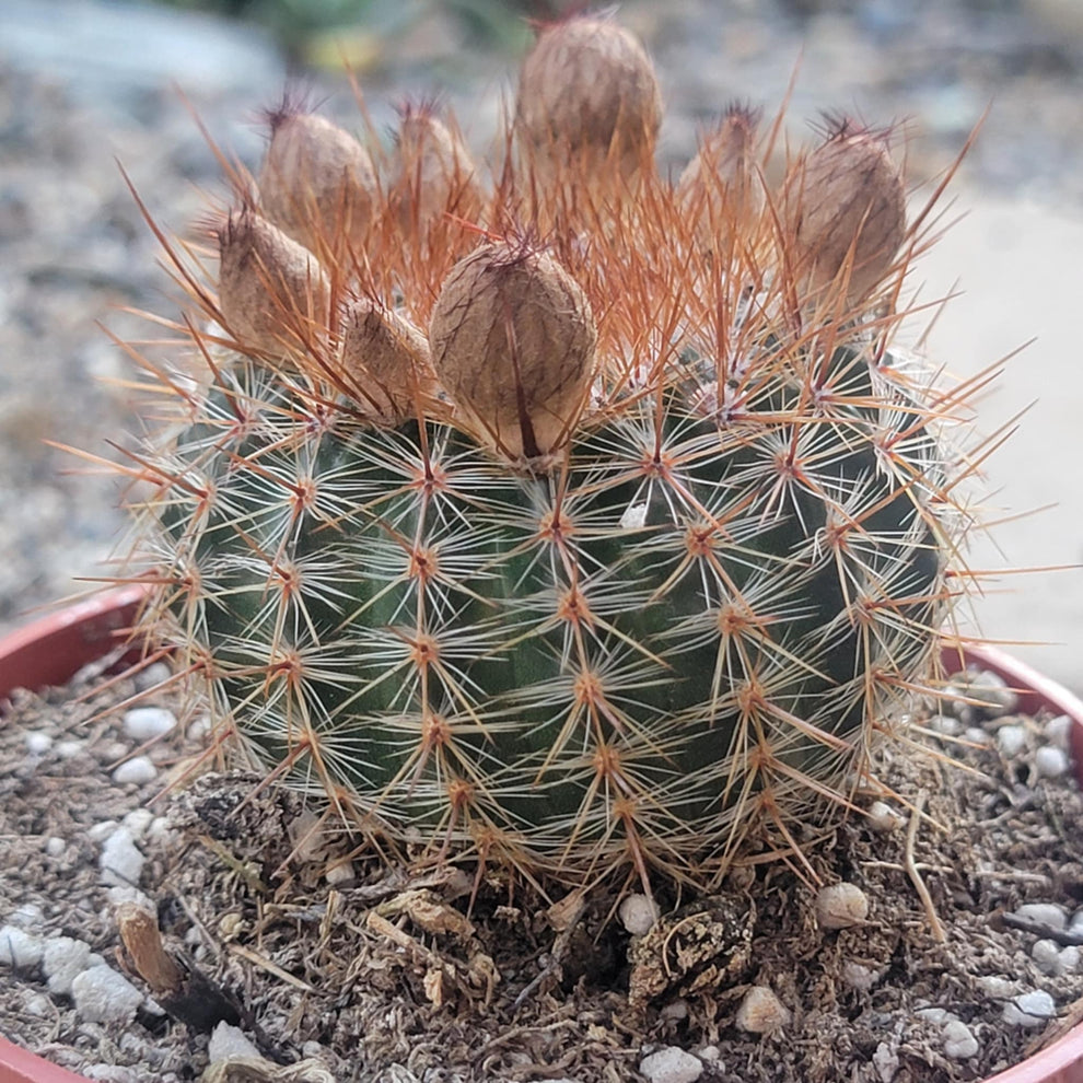 Parodia erubescens – DesertScapeSucculent