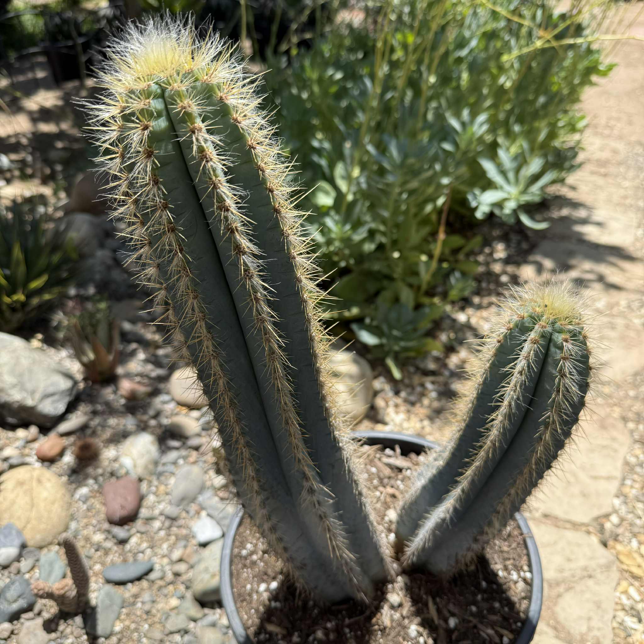 Pilosocereus Azureus 'Brazilian Blue Cactus' – DesertScapeSucculent
