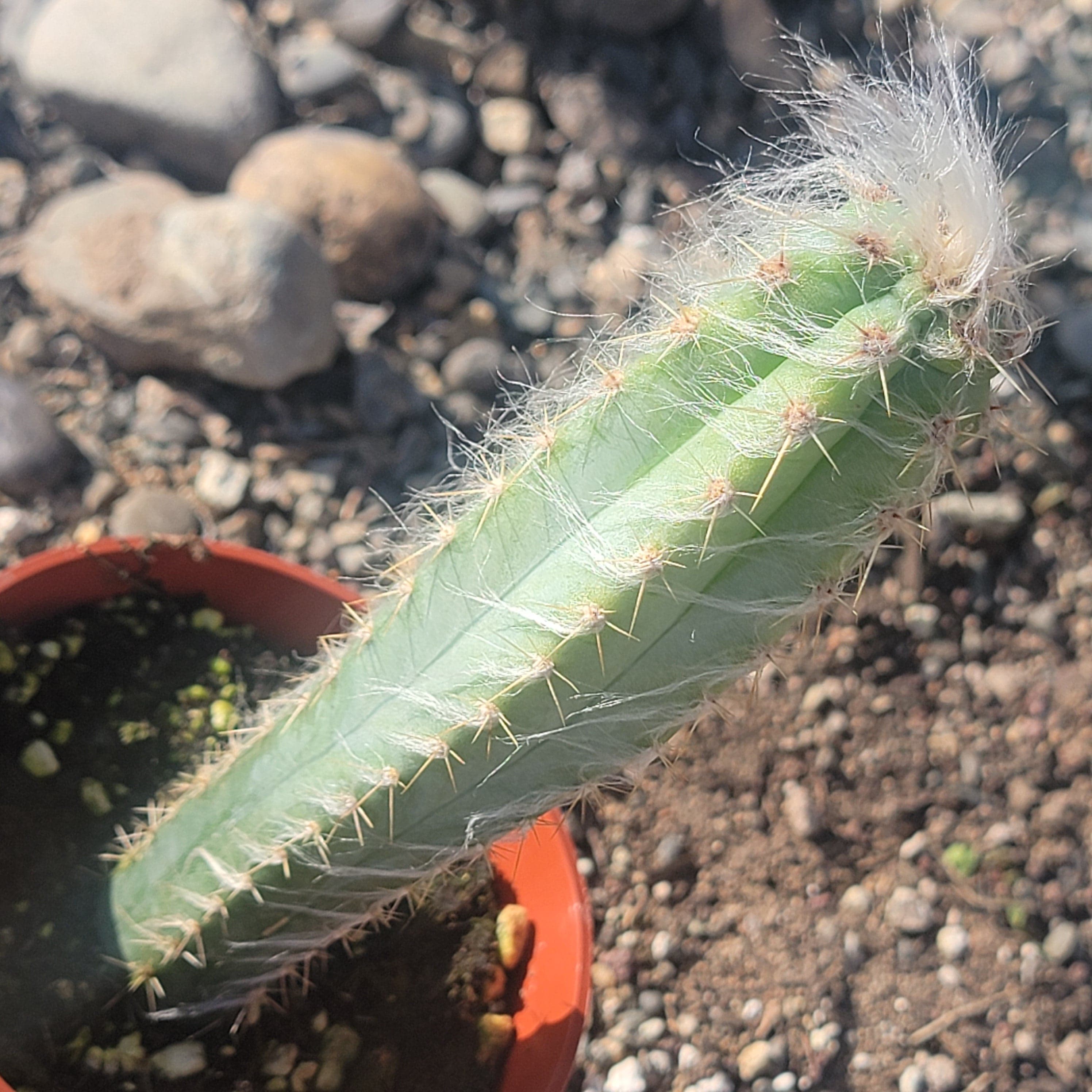 Pilosocereus pachycladus 'Fuzzy Blue Torch Cactus' – DesertScapeSucculent