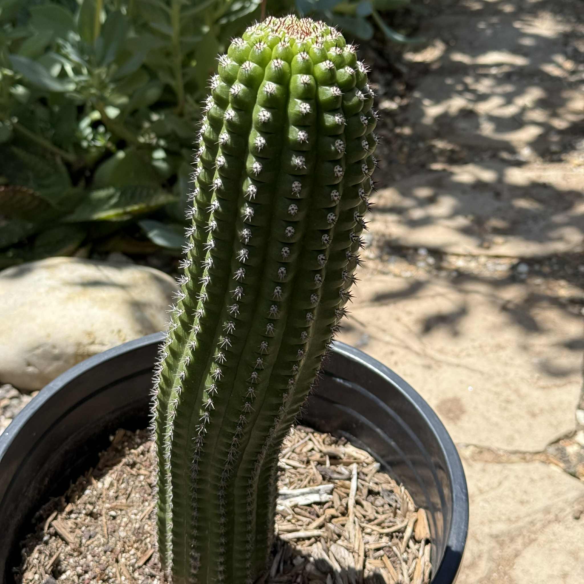 Trichocereus Brevispiulosus 'Indian Comb Cactus' – DesertScapeSucculent