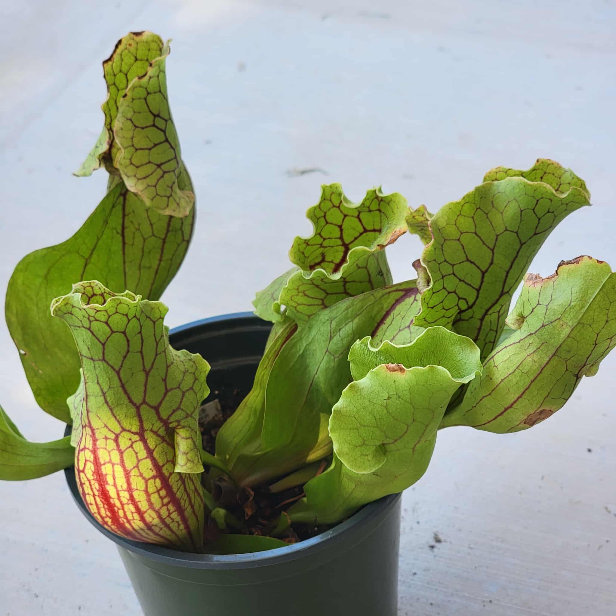 Sarracenia purpurea 'Purple Pitcher Plant' – DesertScapeSucculent
