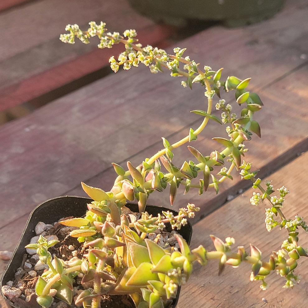 Crassula capitella ssp. thyrsiflora 'Pagoda Village' – DesertScapeSucculent