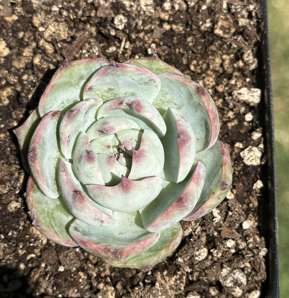 Echeveria 'Casio Variegata' – DesertScapeSucculent