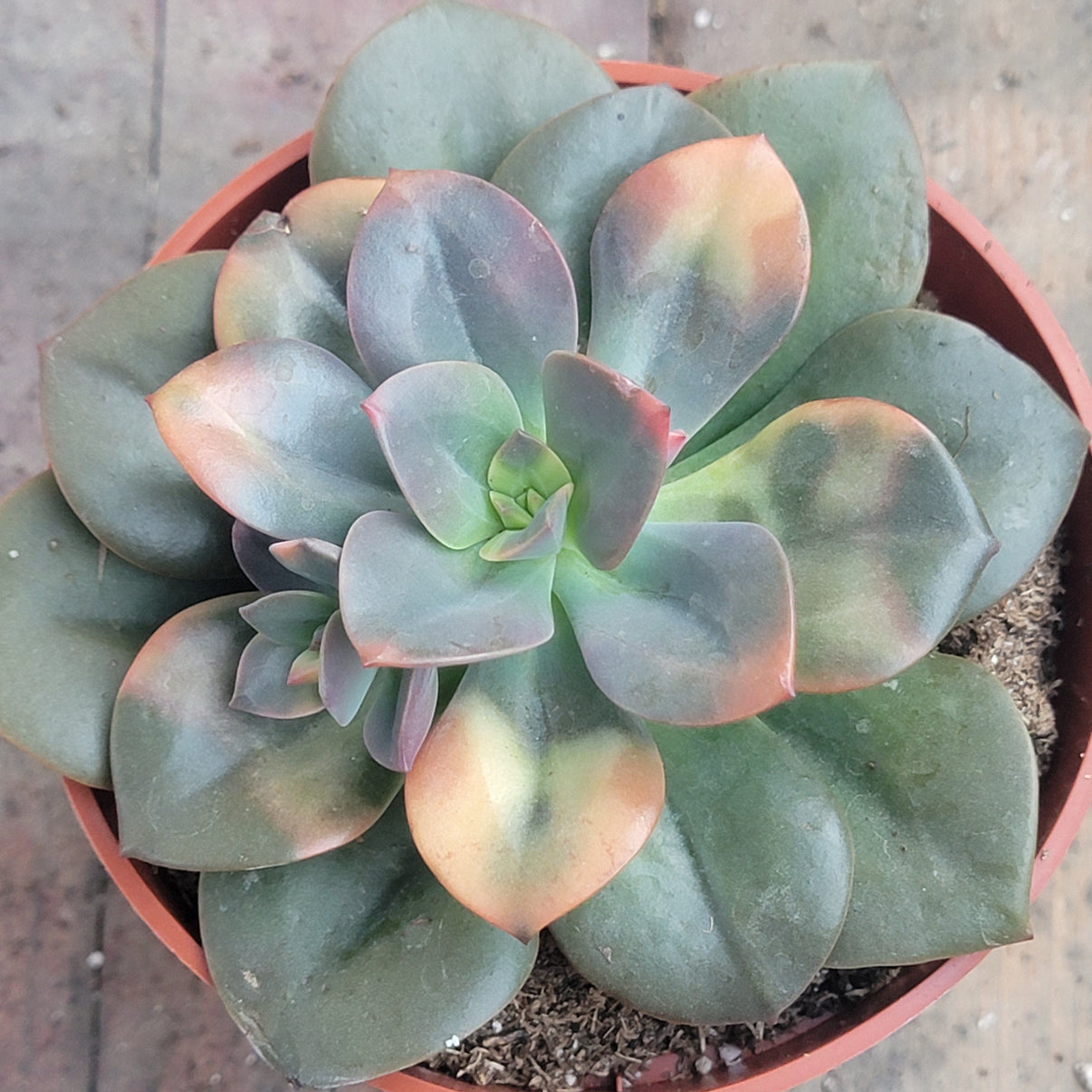 Echeveria 'Chroma' – DesertScapeSucculent